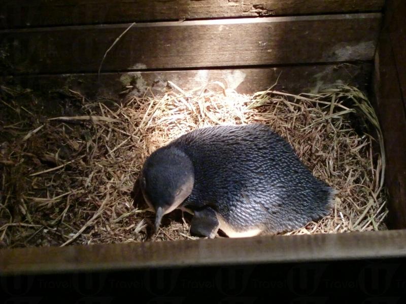 Bicheno Penguin Tour - 塔斯曼尼亞旅遊 | U Travel